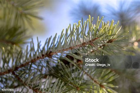 스프루 스 트리 흰 눈의 분기입니다 겨울 전나무 나무에 서 리입니다 서 리 서 리와가 문 비 나무의 가지에 눈의 레이어 새 해 클로즈업 눈에서 침 엽 수 나무 크리스마스