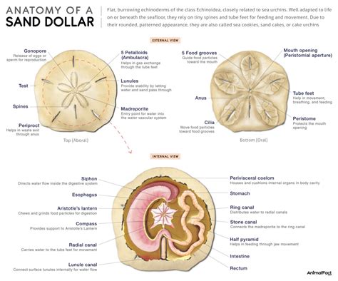 Sand Dollar Size Anatomy Adaptations Habitat Diet And Life Cycle