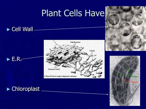Ppt Eukaryotic Cell Structure Chapter 7 Powerpoint Presentation Free Download Id 226428