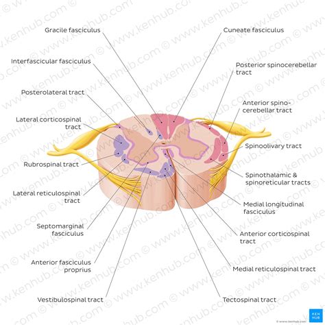 Spinal Cord Cross Section Diagram Spinal Cord Cross Section Diagram