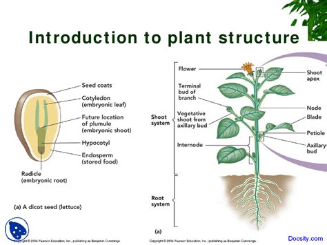 introduction to plant structure botany lecture slides docsity