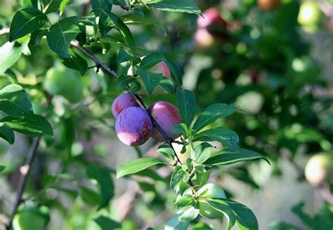 A Cost Effective Sensor For Detecting Fruit Ripeness Biovoicenews
