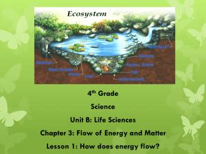 Ecosystems Study Guide Biomes Food Chains And Energy Flow
