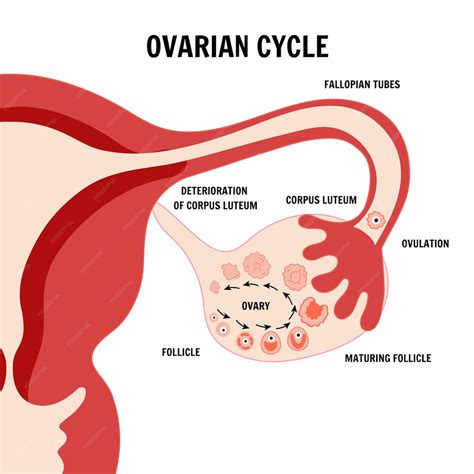Infografía Del Ciclo Ovárico En Vector Vector Premium