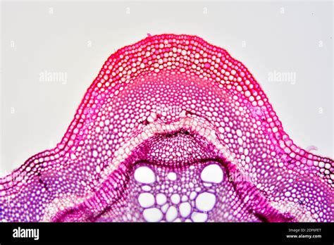 Sclerenchyma Tissue Structure