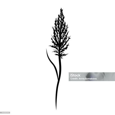 갈대 잔디 실루엣 Bulrush 팜파스 대초원 깃털 마른 잔디 검은 손으로 그린 갈대 스케치 그림 흰색 배경에 격리된 벡터 요소입니다 0명에 대한 스톡 벡터 아트 및 기타