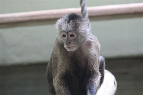 Weeper Capuchin Zoochat