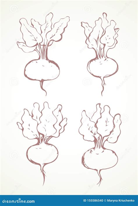Beet Vector Drawing 155586540