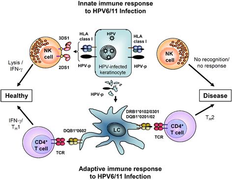 JCM Free Full Text Immune Dysregulation In Patients Persistently