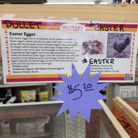 Easter Egger Pullets Are Here 🐣 Big 4 Lumber Ace Hardware Facebook