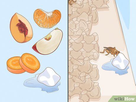 How To Keep Crickets Alive Expert Care And Feeding Tips
