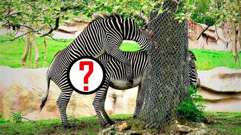 Zebra Mating A Phenomenon Thats Going Viral On Youtube Youtube