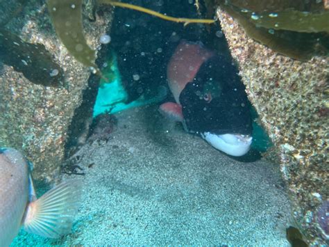 Fish Reef Project Speaks On Converting Oil Rigs To Reefs Using Sea