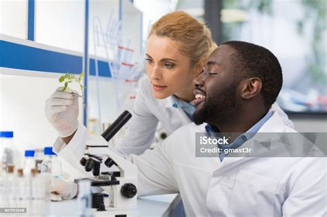 식물 유전학 실험실 혼합 작업의 샘플을 보고 과학자 들은 실험의 결과 분석 하는 연구의 몇 경주 Stem 주제에 대한 스톡 사진