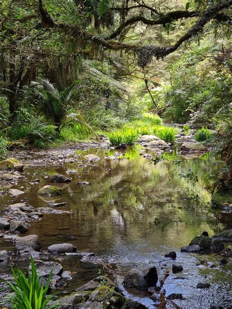 Best Hunua Ranges Walks Massey Cossey Loop Track