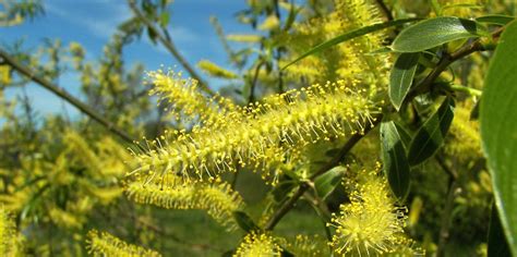 Верба біла – Salix alba – Ива белая, ива серебристая, ветла, белолоз ...