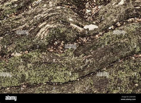 Close Up Patterns And Textures In Tree Bark Patterns In Nature Stock Photo Alamy