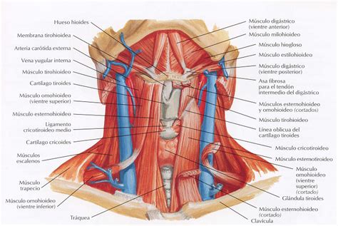 Enfermeriauq Drenaje Venoso Del Cuello Por Mauricio Sanchez