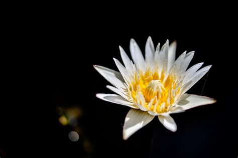 รูปภาพ ดอกบัว สีเหลือง พืช ใกล้ชิด กลีบดอกไม้ การถ่ายภาพมาโคร ดอกไม้ป่า วอลล์เปเปอร์