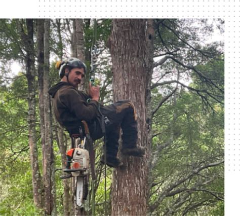 Tree Removal Auckland Tree Pruning Auckland A One A