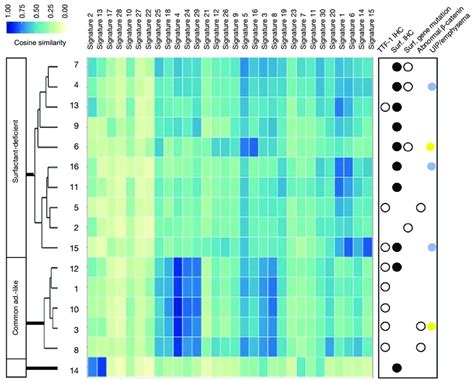 Heatmap Of The Cosine Similarity To The 30 Mutational Signatures And