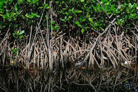 Half Of Mangrove Ecosystems At Risk Conservationists Au