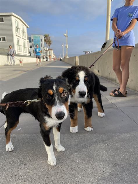 Margot the 5-month old mini Aussie and her equal-sized friend, a 10-week old Bernese Mountain ...