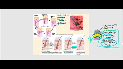 Lecture Video Integumentary System YouTube