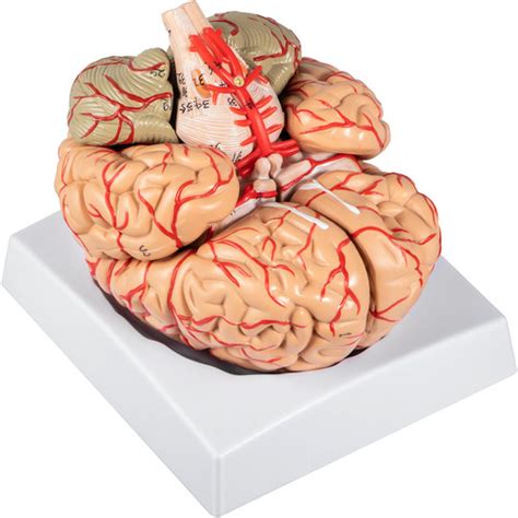 Human Brain Model Anatomy 9 Part Model Of Brain Wlabels And Display Base