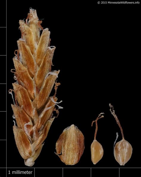 Cyperus Erythrorhizos Red Root Flatsedge Minnesota Wildflowers