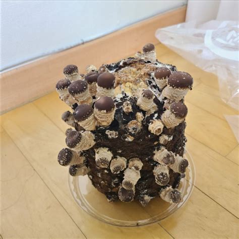 가정용 표고버섯키트 21 무료배송