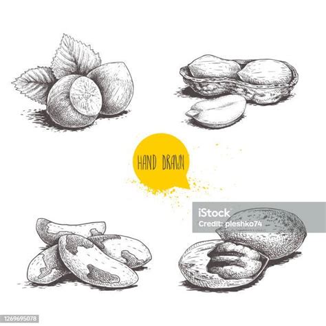 손으로 그린 스케치 스타일 너트 세트 잎 땅콩 브라질 견과류 및 피칸 그룹이있는 헤이즐넛 건강한 음식 일러스트레이션 흰색 배경에서 격리된 벡터 도면입니다 개암나무에 대한