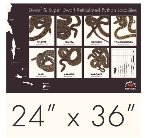 Dwarf And Super Dwarf Reticulated Python Localities Poster Reach Out Reptiles