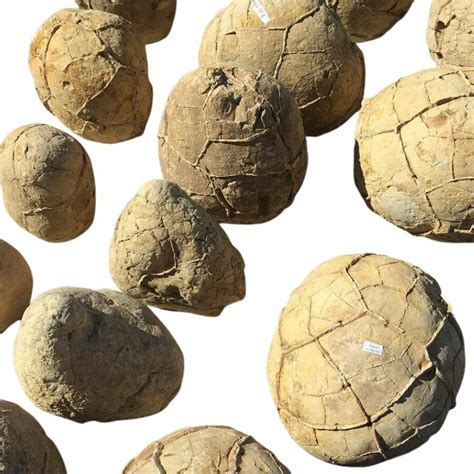 Full Septarian Nodule Guide Photos Facts And Locations