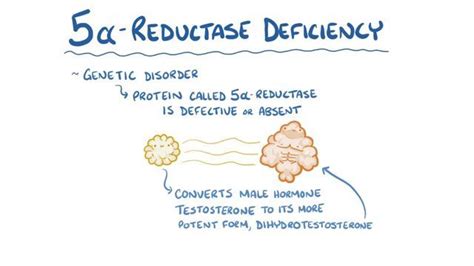 5 Alpha Reductase Deficiency Infertility In Ambiguous Genitalia