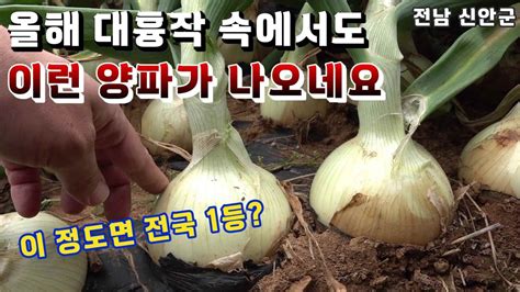양파 대흉작 속에서도 이런 양파가 나오네요 Youtube