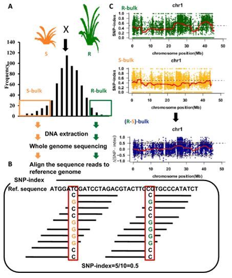 Cd Genomics On Linkedin Bulk Segregant Analysis Bsa