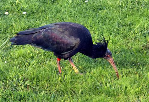 Un Ibis Afeitado Se La Juega Entre Los Coches En Baiona