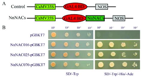 Transcription Activation Analysis Of The Three Selected Anc Proteins