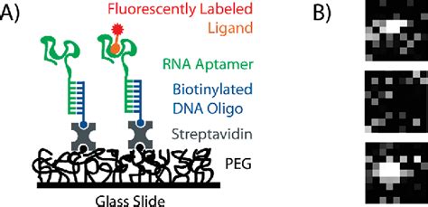 Figure 1 From Single Molecule Imaging Of An In Vitro Evolved Rna Aptamer Reveals Homogeneous