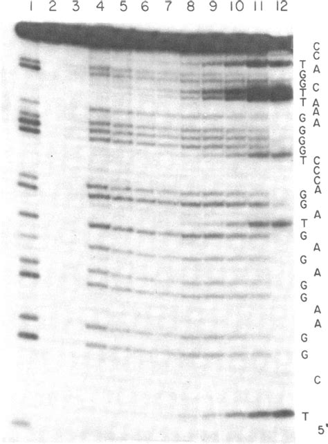 Figure 3 From Nucleic Acids Research Modifications Of Guanine Bases During Oligonucleotide