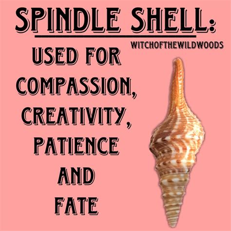 Spindle Shell Witch Books Shells Witch Spell Book
