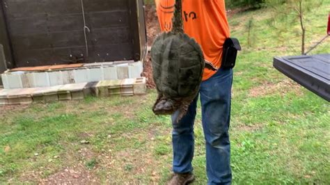 Turtle Turtle Snapping Turtle - YouTube