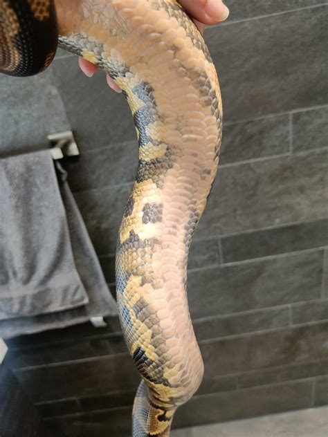 potential scale rot r ballpython