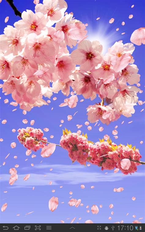 Sakura Free Live Wallpaper For Android Download
