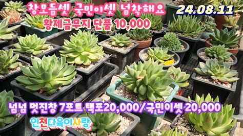 다육이사랑2창모듬셋국민이모듬셋황제세일파격가세일 7포트 2만 템하세요 Youtube
