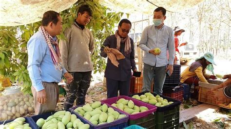 មន្ត្រីជាន់ខ្ពស់ក្រសួងកសិកម្មចុះពិនិត្យការប្រមូលផល និងលក់ចេញស្វាយកែវរមៀត