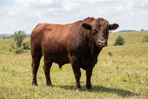 Red Angus · Cattle