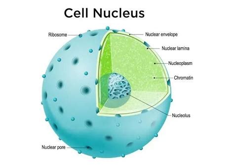 Nucleus Diagram For Class 9 With Labels And Explanation Dibujos De
