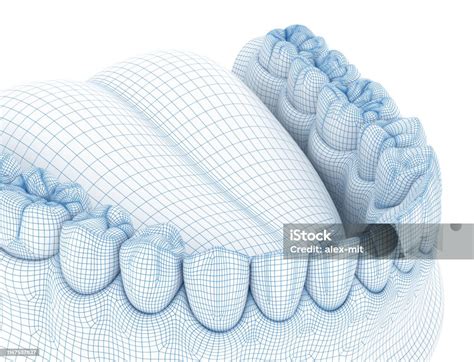 하 악 인간의 검과 치아의 형태학 와이어 3d 모델 일러스트 3차원 형태에 대한 스톡 사진 및 기타 이미지 3차원 형태 입 디지털 생성 이미지 Istock
